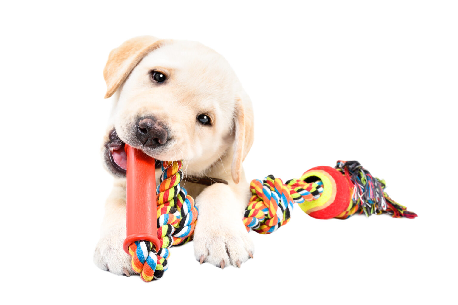 The Importance of Chewing for Dog Health and Development | Mrs. Kathy ...